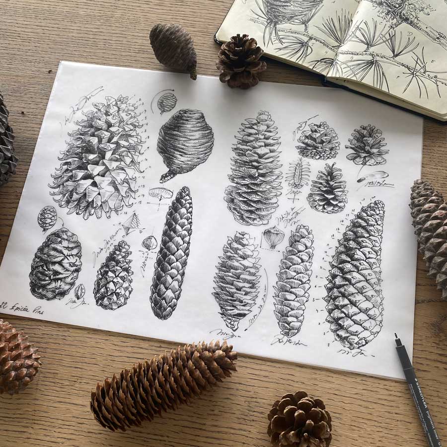 Florence Gendre expose ses dessins botaniques "Le végétal" dans le Gers ...