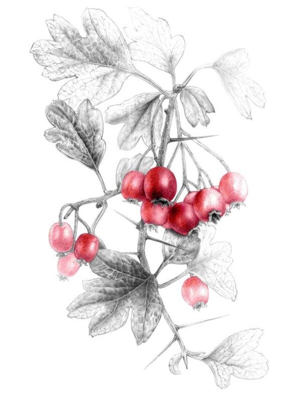 Florence Gendre expose ses dessins botaniques "Le végétal" dans le Gers ...